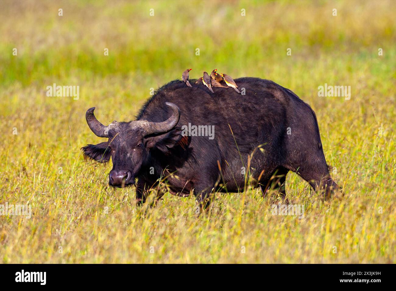 African buffalo (Syncerus caffer) Cape buffalo, is a large sub-Saharan ...