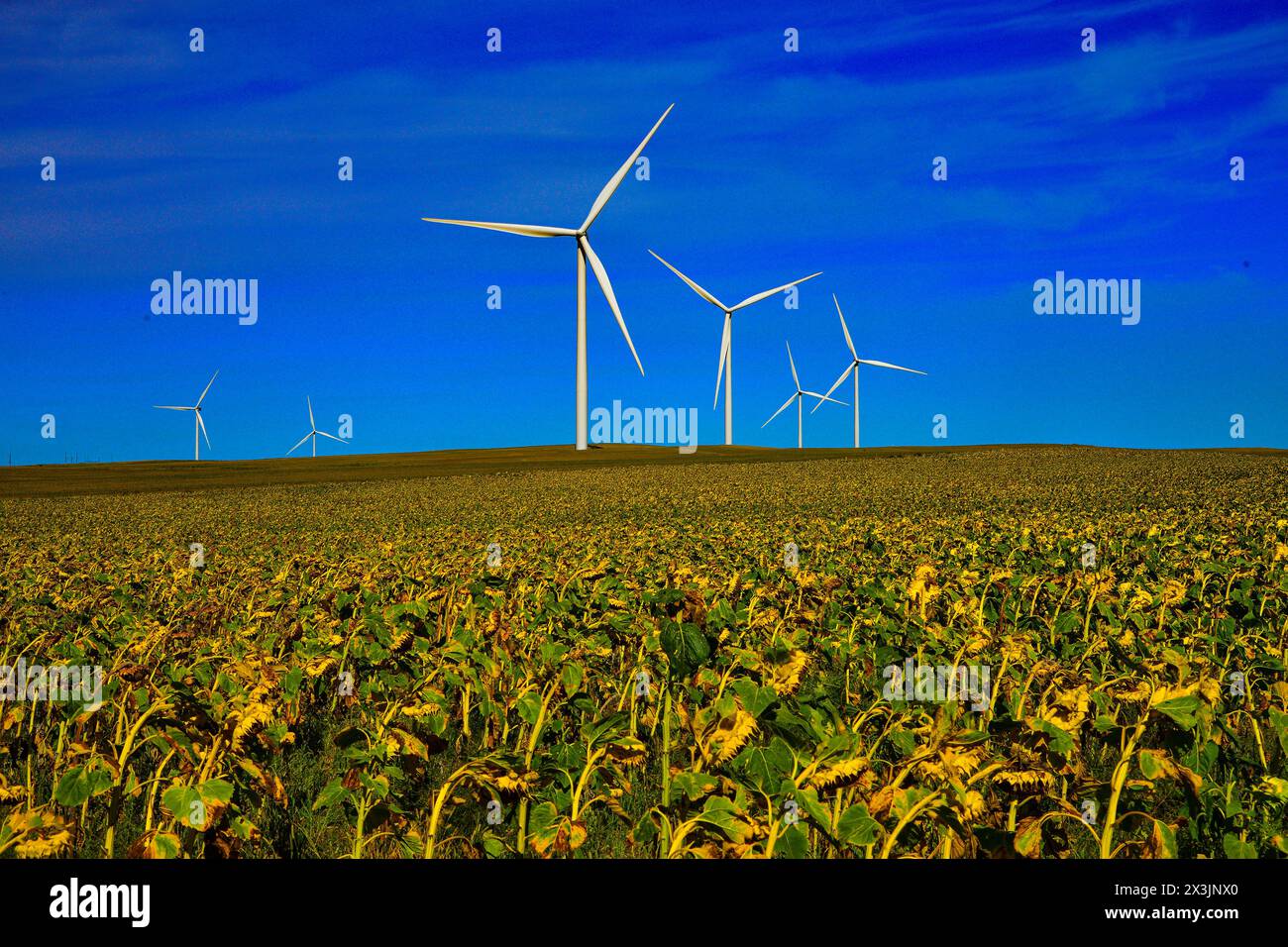 Wind turbines on the North Dakota prairie producing clean renewable ...