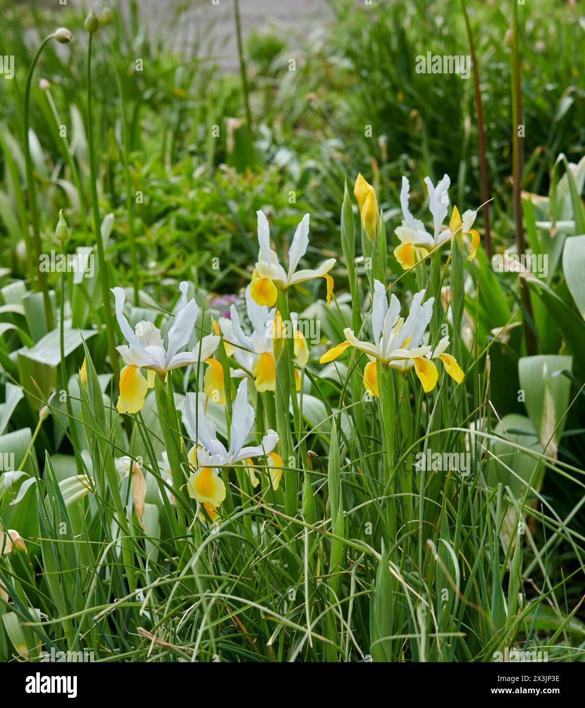 Yellow and white Dutch irises ( Iris × hollandica )blooming in a lush ...