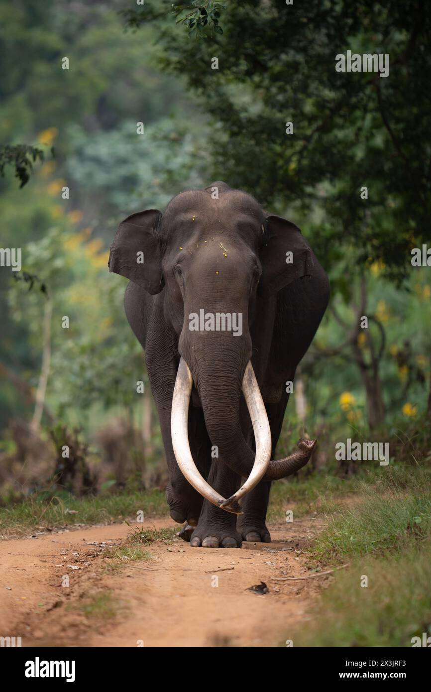 Tusker elephant head on in the Nagarhole forest Stock Photo - Alamy