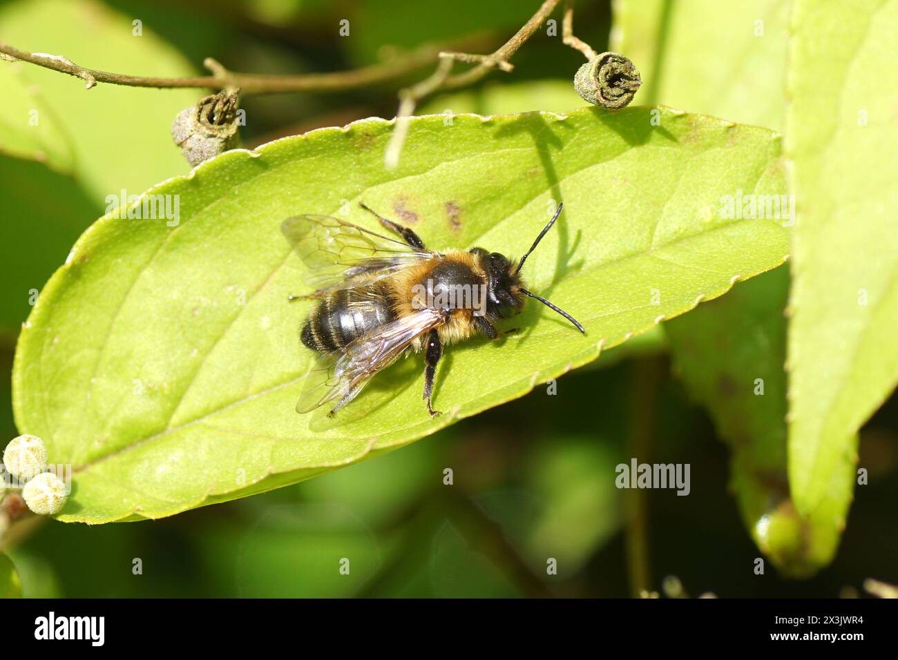 Mining bees hi-res stock photography and images - Alamy