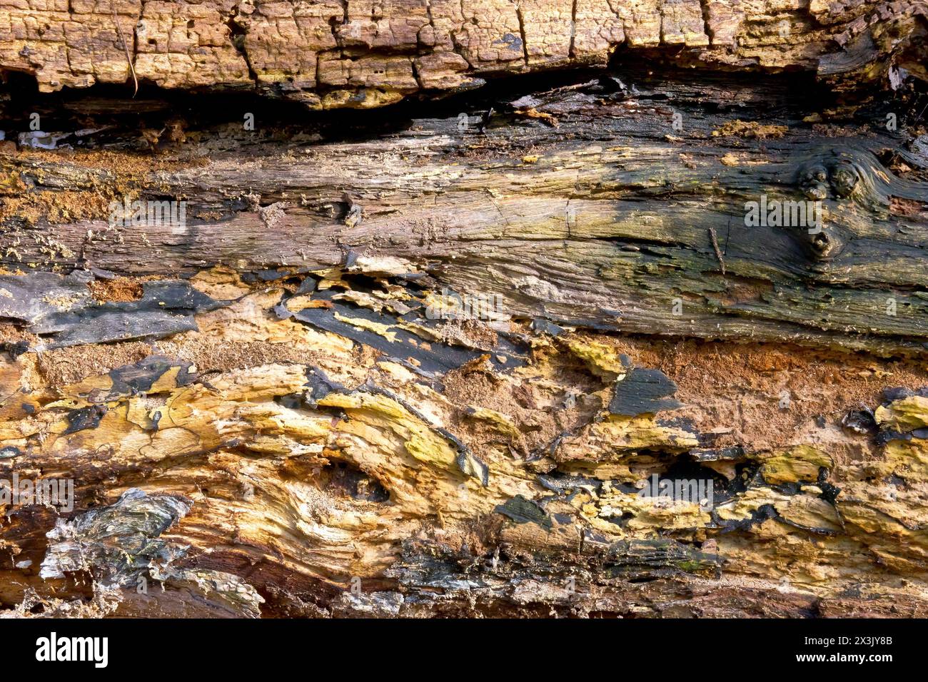 Close up showing a section of a large fallen rotting tree trunk ...