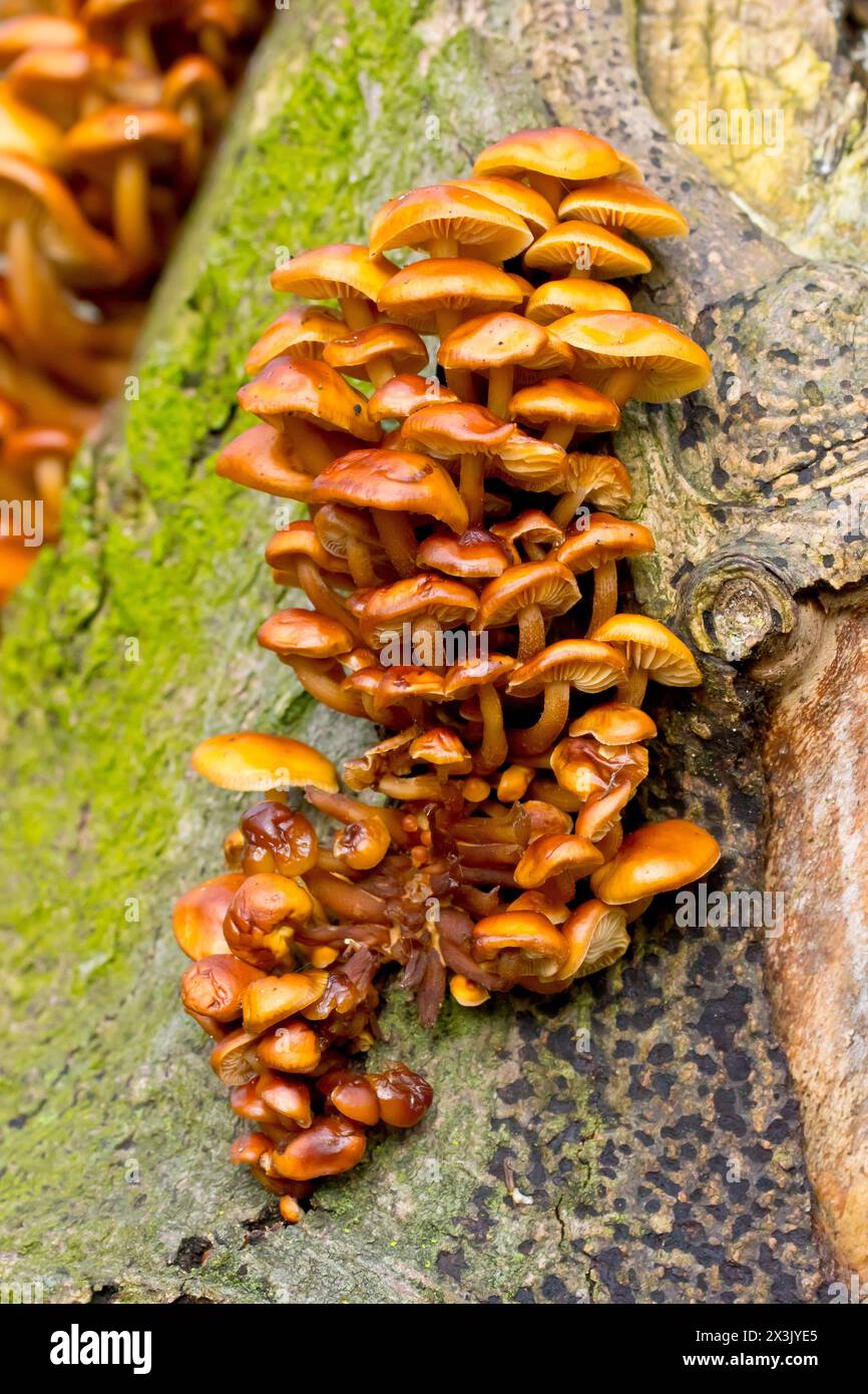 Flammulina velutipes velvet shank or winter fungus hi-res stock ...