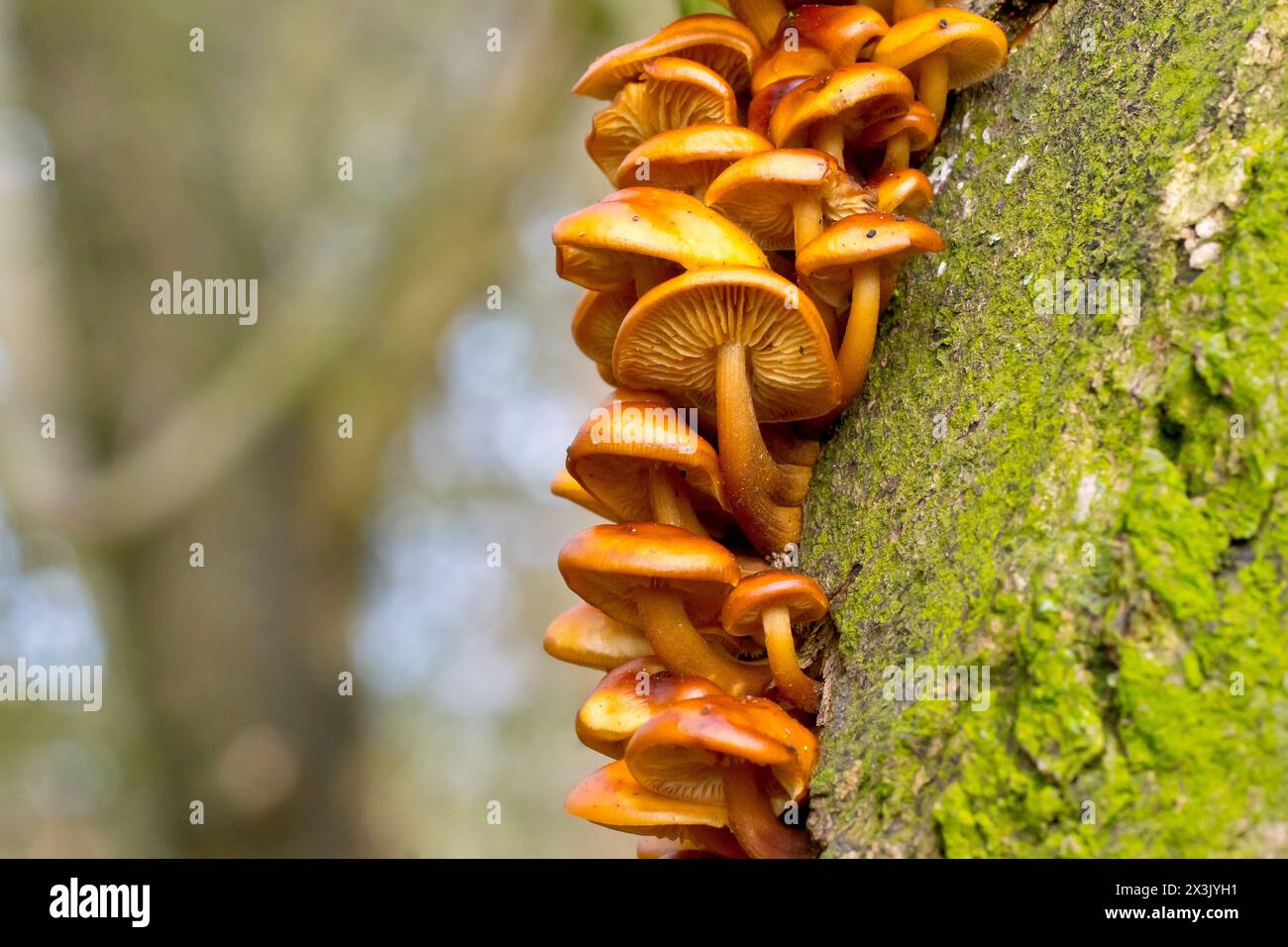 Common fungus hi-res stock photography and images - Alamy