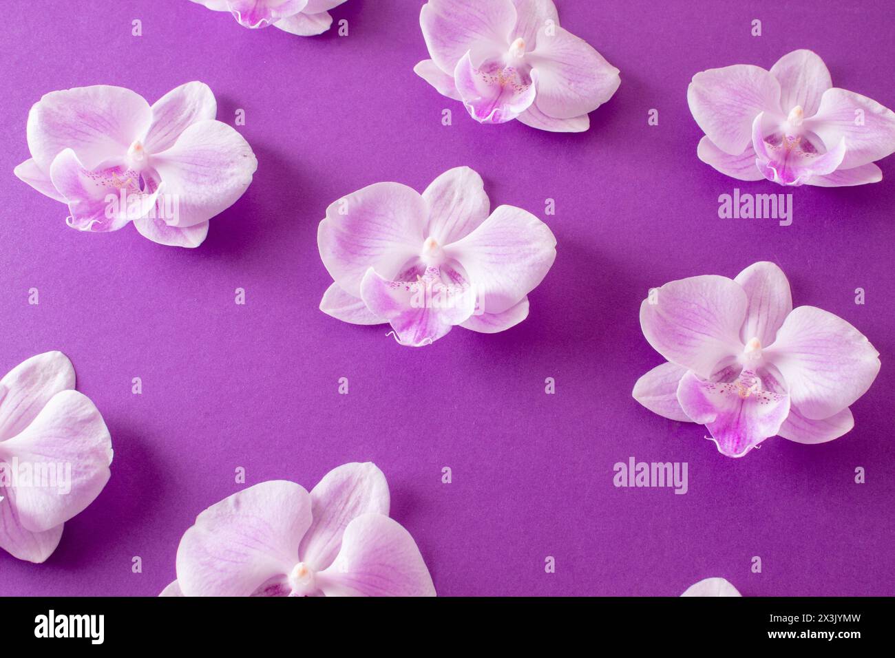 Purple pattern made with orchid flowers. Pattern of woman's day concept ...