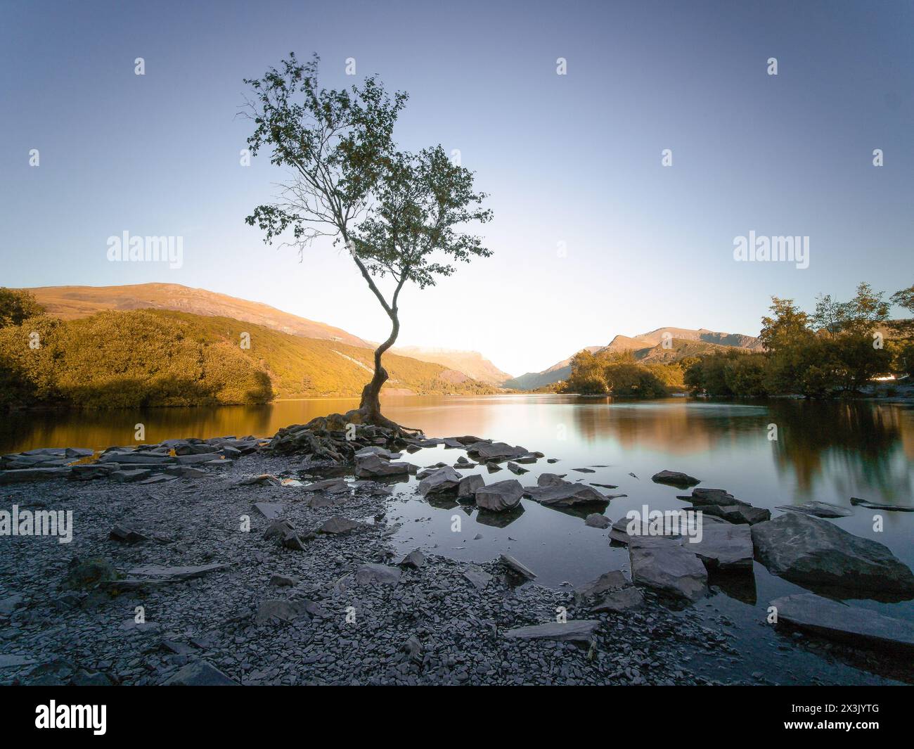 Nature's masterpiece: Witnessing the serene beauty of the lone Wanaka ...