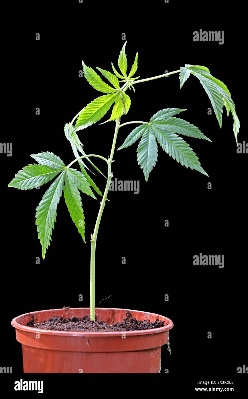 Cannabis als Droge BEARBEITET: Ein junger Steckling einer ...