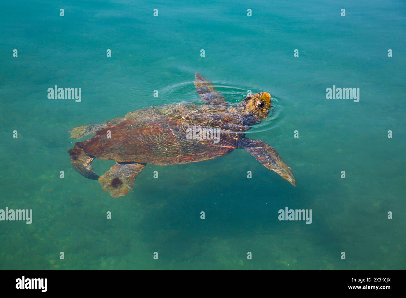 Sea turtle group hi-res stock photography and images - Alamy