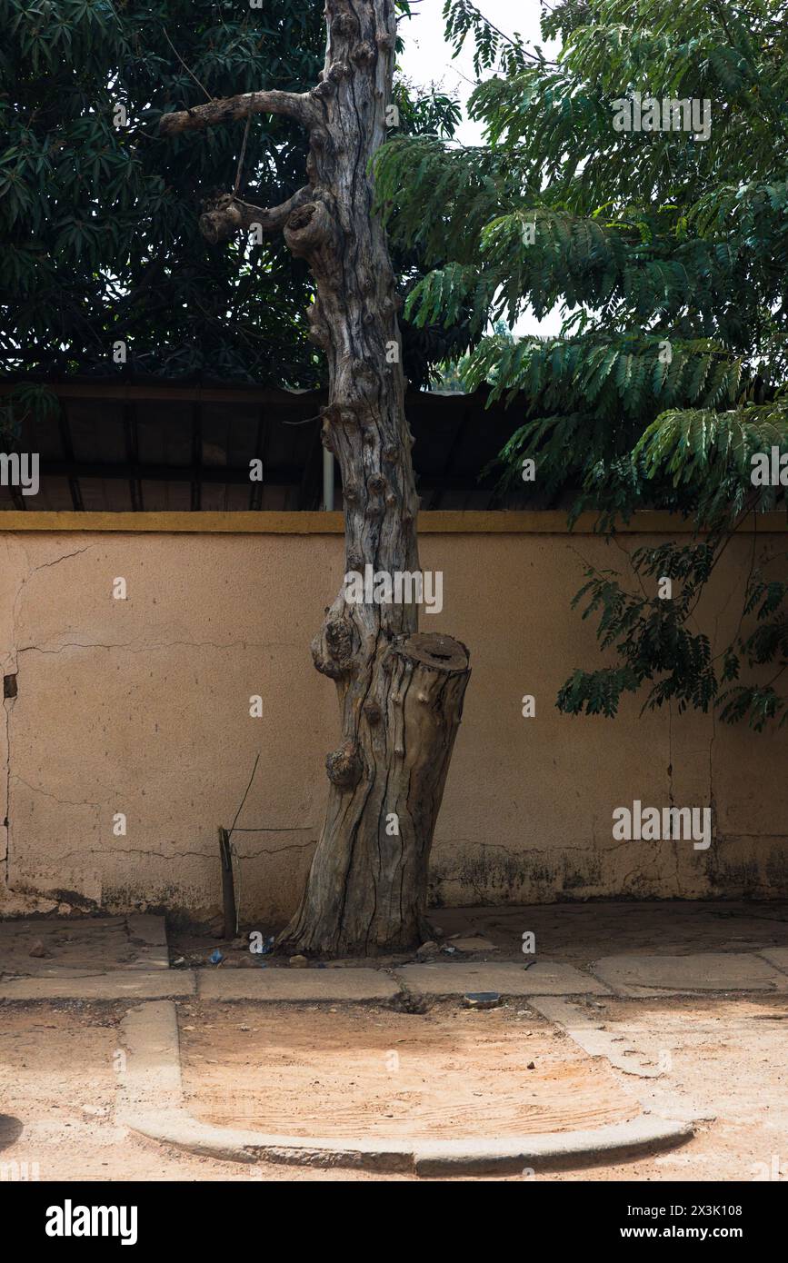 a dead tree standing in a brick planter, ouagadougou, burkina faso ...