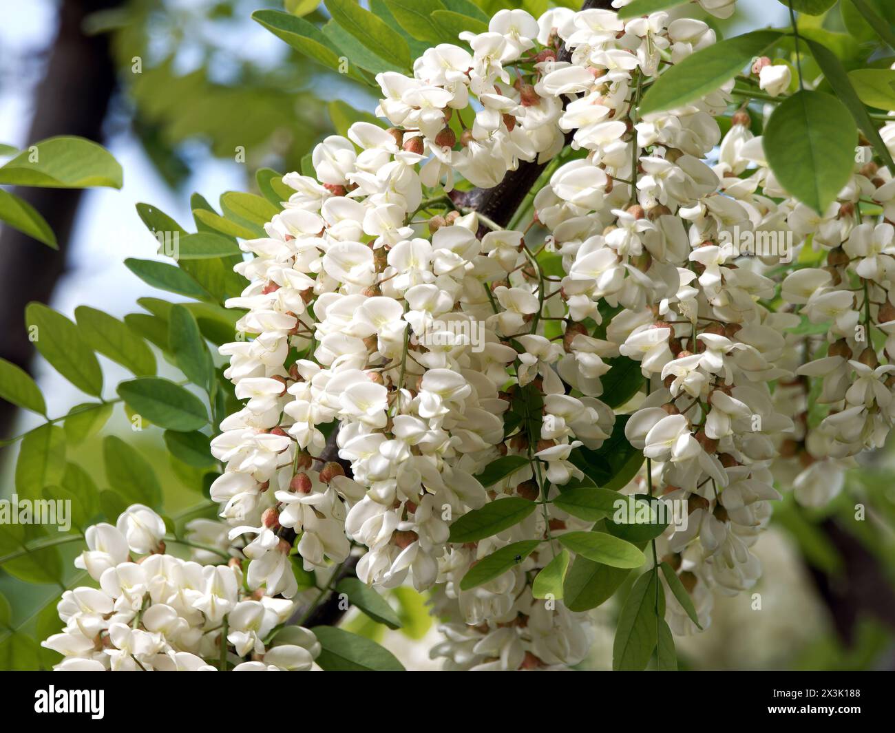 Robinier pseudoacacia robinia hi-res stock photography and images - Alamy