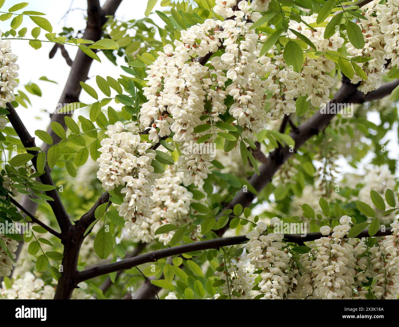 black locust, Gewöhnliche Robinie, Robinier faux-acacia, Robinia ...