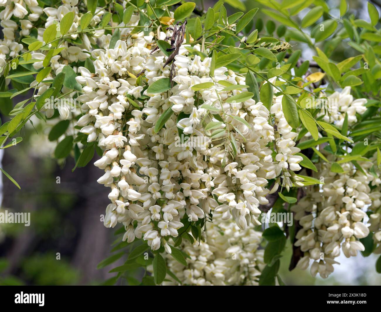 black locust, Gewöhnliche Robinie, Robinier faux-acacia, Robinia ...
