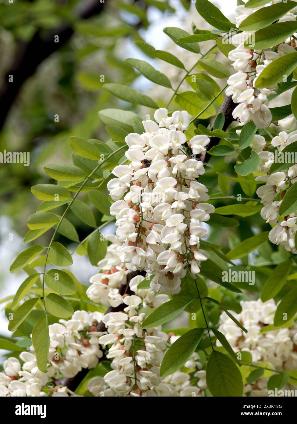 black locust, Gewöhnliche Robinie, Robinier faux-acacia, Robinia ...