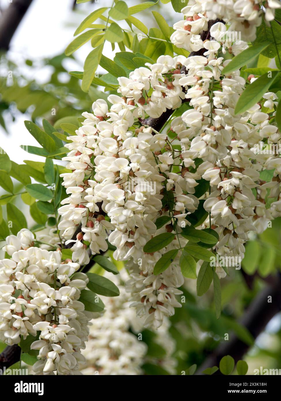 black locust, Gewöhnliche Robinie, Robinier faux-acacia, Robinia ...