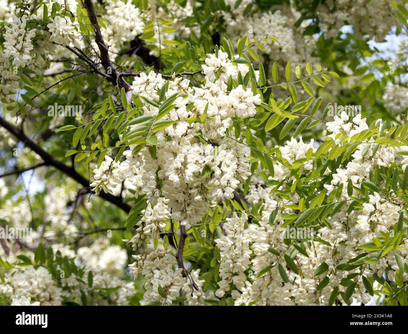 black locust, Gewöhnliche Robinie, Robinier faux-acacia, Robinia ...