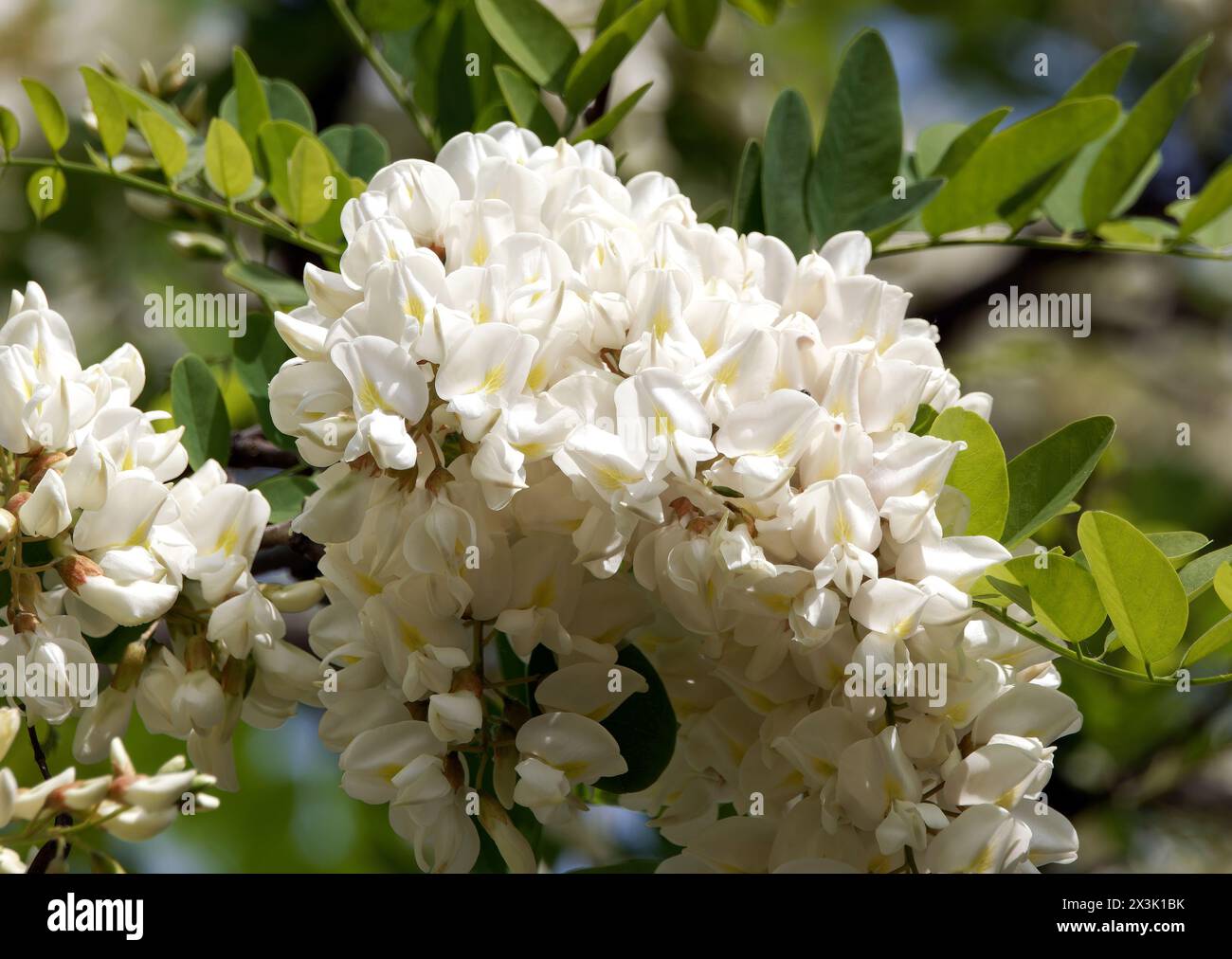 black locust, Gewöhnliche Robinie, Robinier faux-acacia, Robinia ...