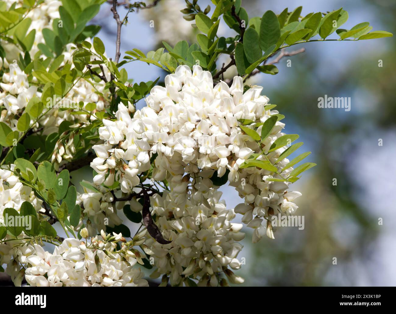 black locust, Gewöhnliche Robinie, Robinier faux-acacia, Robinia ...