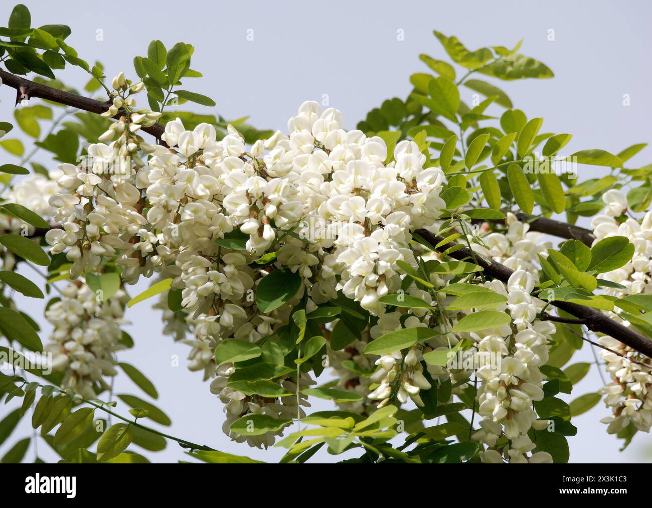 black locust, Gewöhnliche Robinie, Robinier faux-acacia, Robinia ...