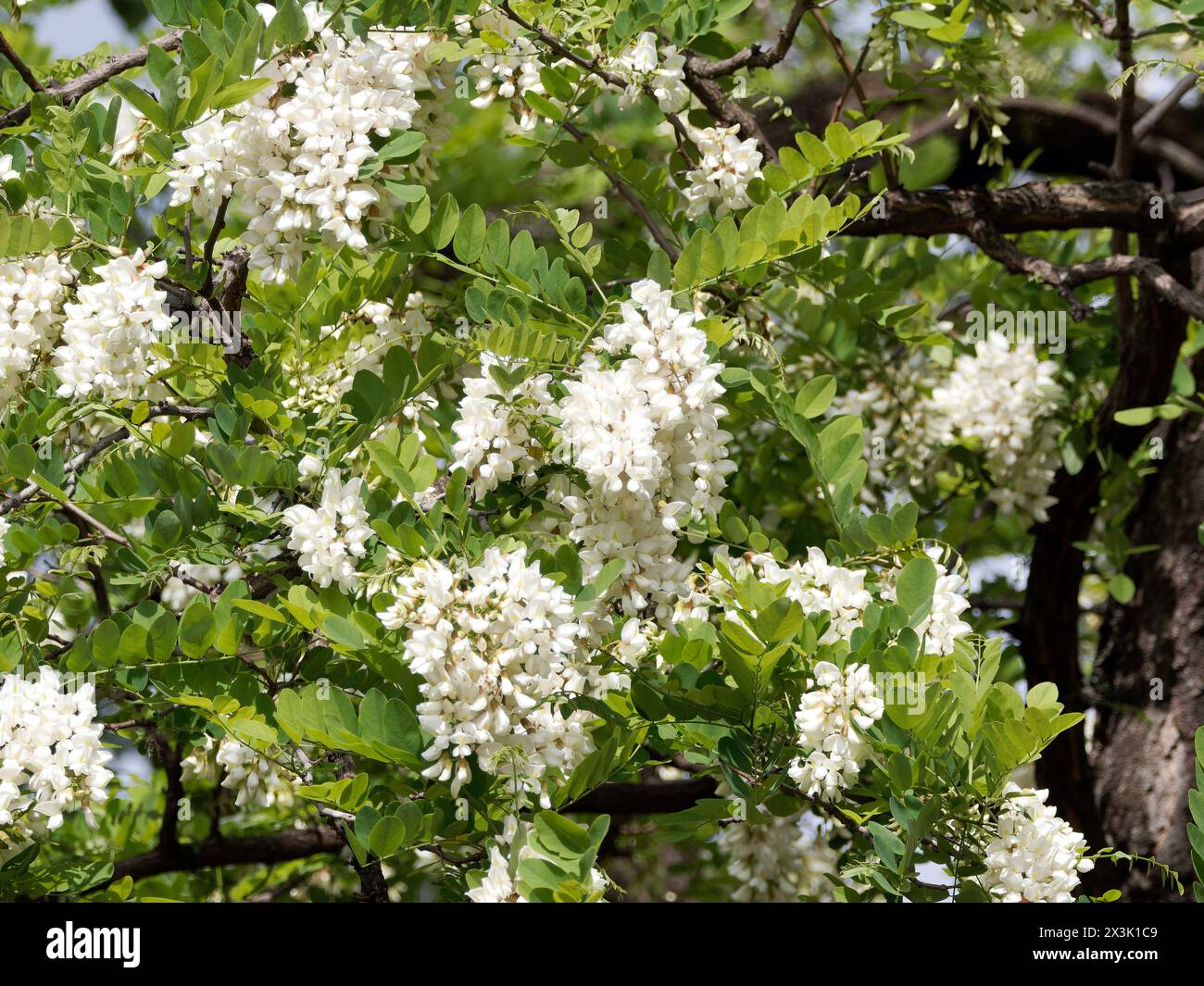 black locust, Gewöhnliche Robinie, Robinier faux-acacia, Robinia ...