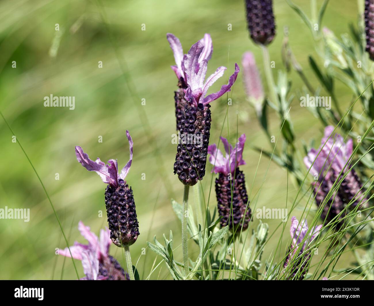 Spanish lavender, topped lavender, French lavender, Schopf-Lavendel ...