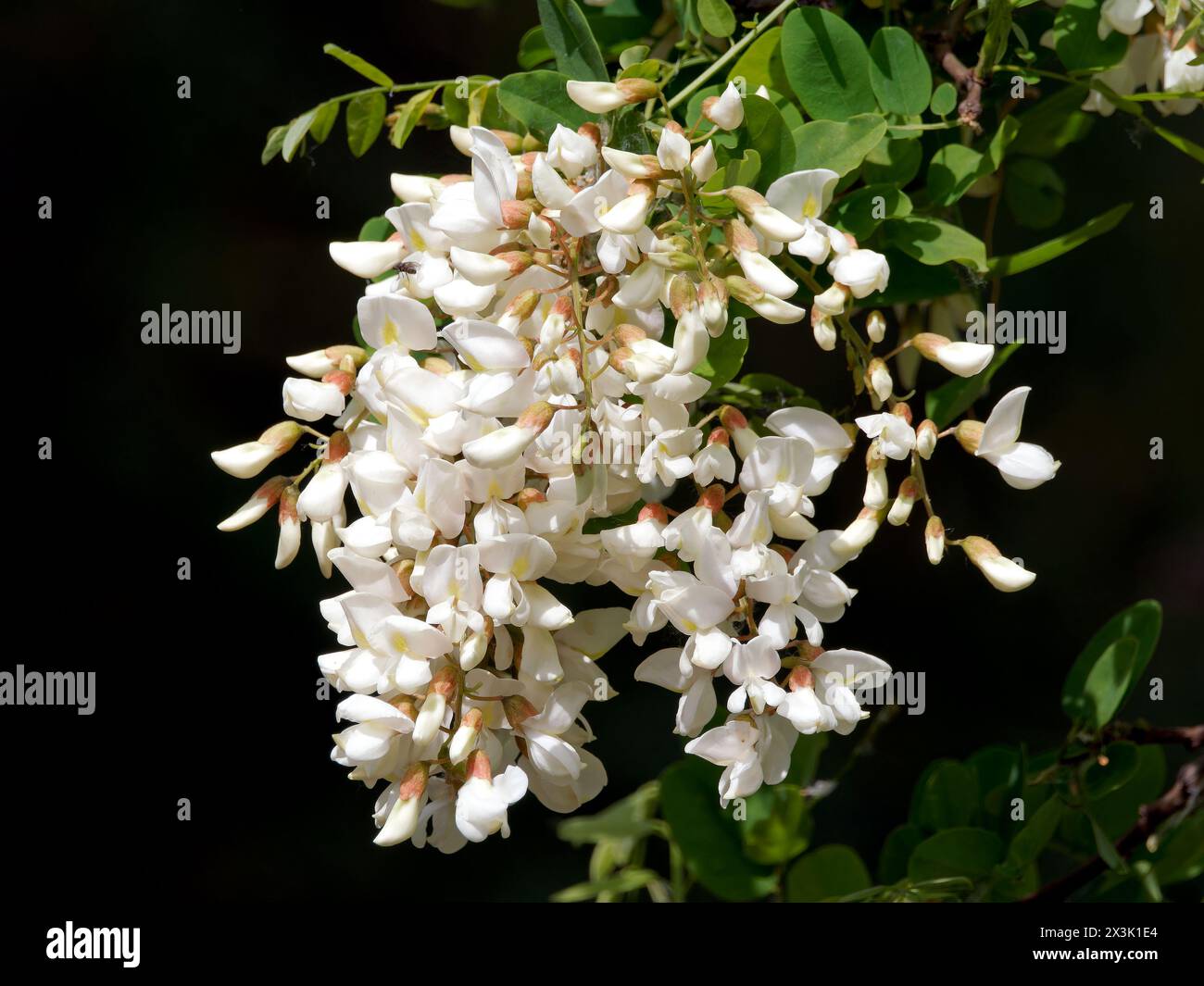 black locust, Gewöhnliche Robinie, Robinier faux-acacia, Robinia ...
