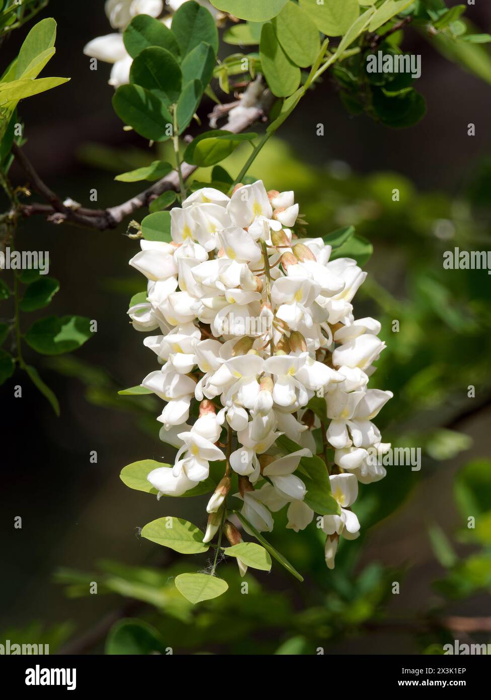 Robinier pseudoacacia robinia hi-res stock photography and images - Alamy