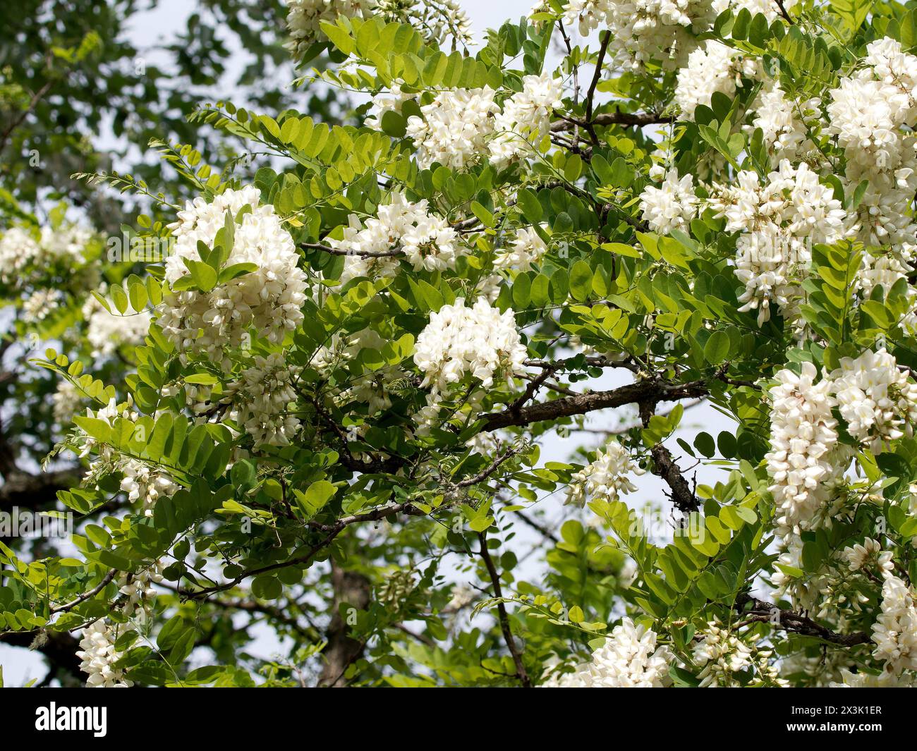 black locust, Gewöhnliche Robinie, Robinier faux-acacia, Robinia ...