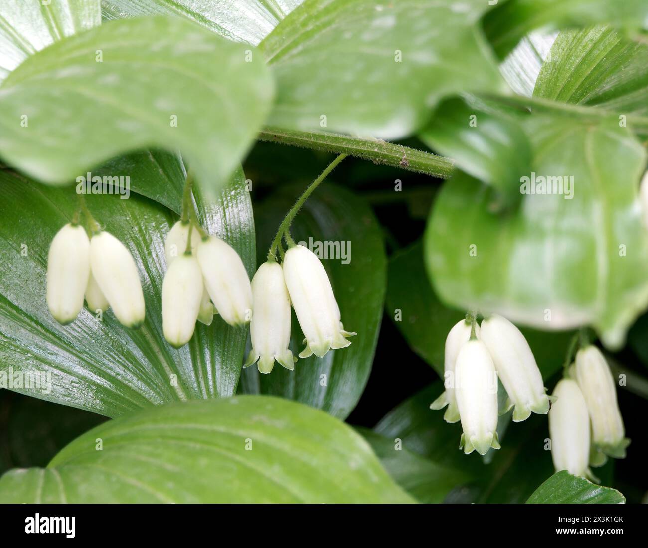 Sceau de salomon hi-res stock photography and images - Alamy