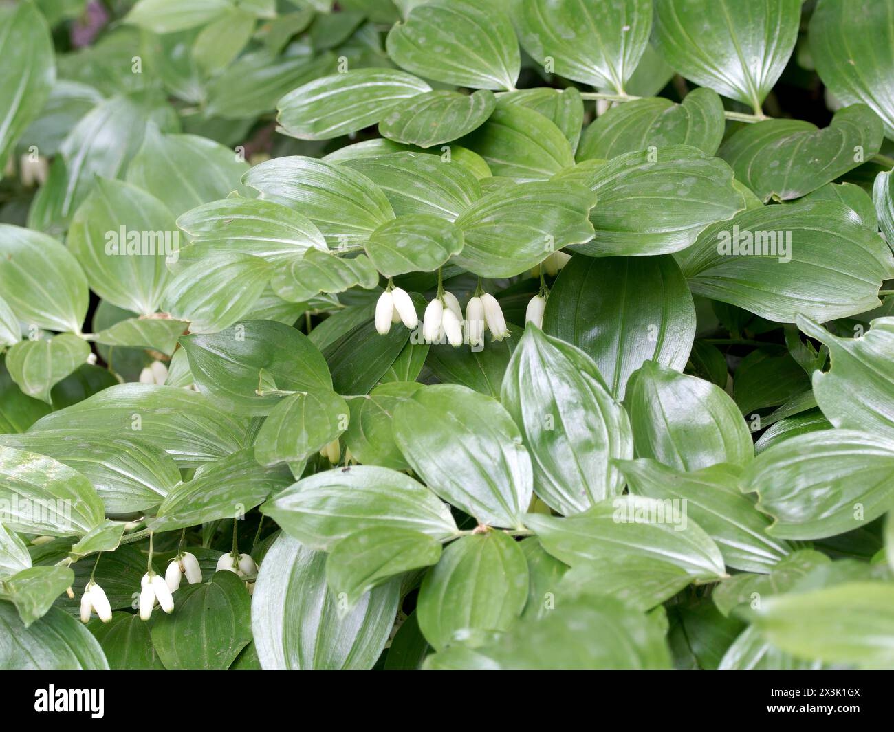 Sceau de salomon hi-res stock photography and images - Alamy