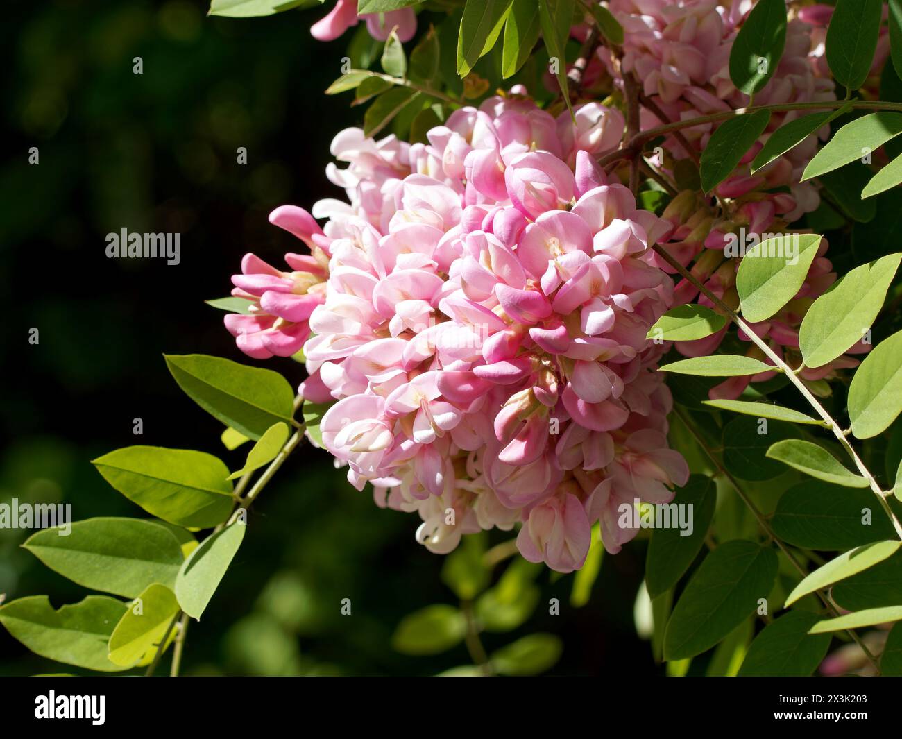 bristly locust, rose-acacia, or moss locust, Robinie, Borstige Robinie ...