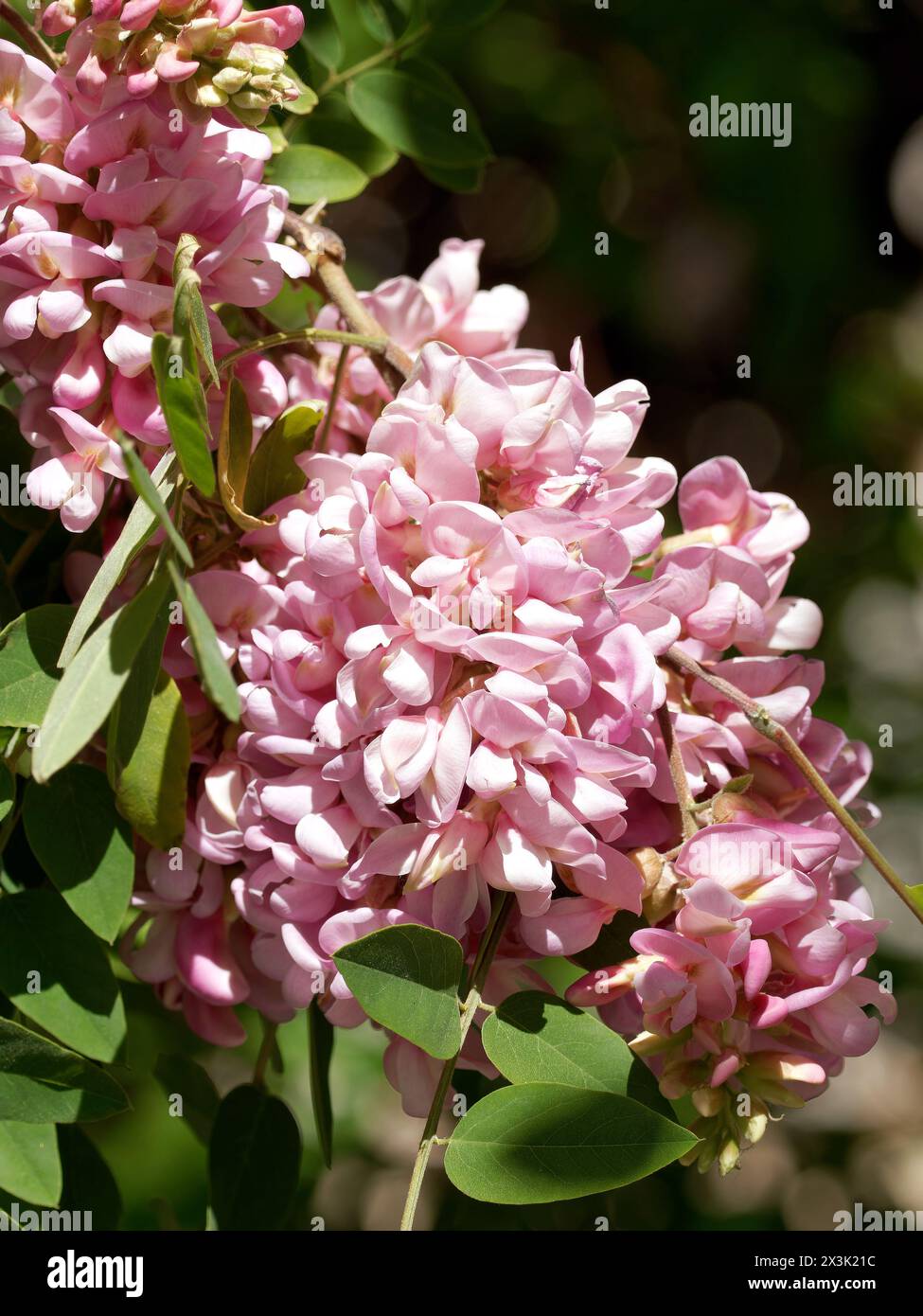 bristly locust, rose-acacia, or moss locust, Robinie, Borstige Robinie ...