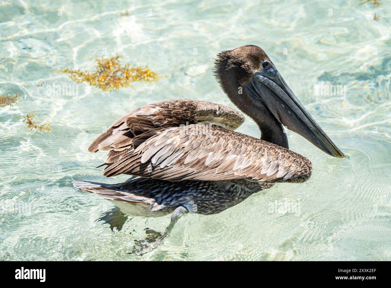 Beautiful Pelicans are symbols of Florida. Big, powerful bird is a ...