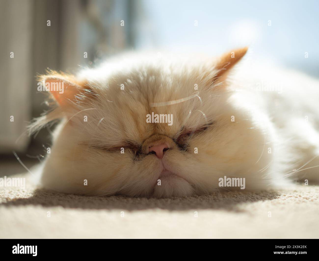 Cute Persian cat sleeping under the sunlight Stock Photo - Alamy