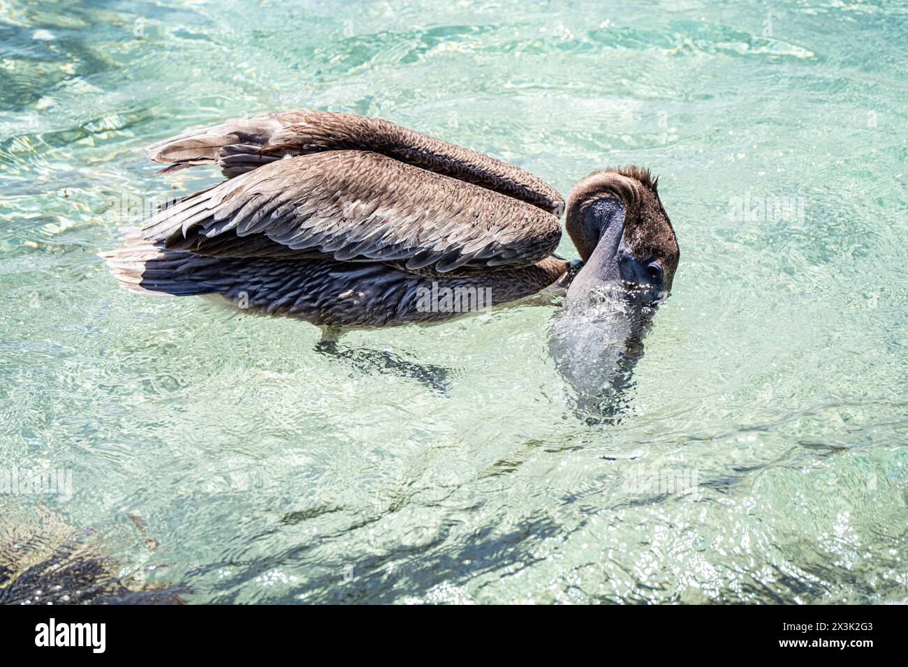 Beautiful Pelicans are symbols of Florida. Big, powerful bird is a ...