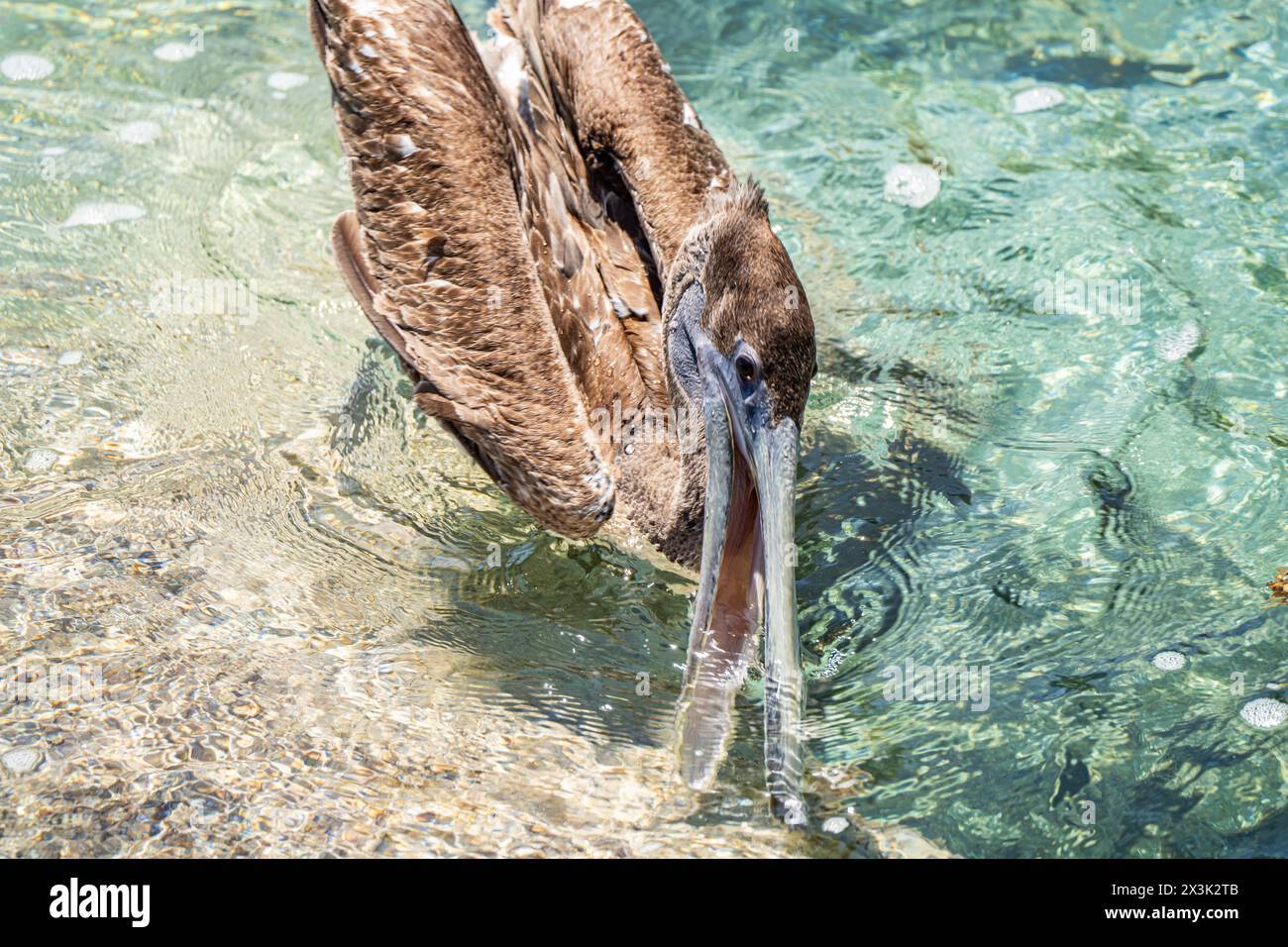 Beautiful Pelicans are symbols of Florida. Big, powerful bird is a ...