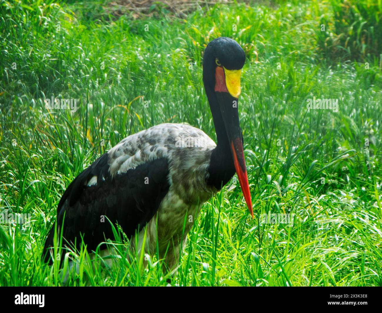 Lateral close-up view of a saddle-billed stork (lat: Ephippiorhynchus ...