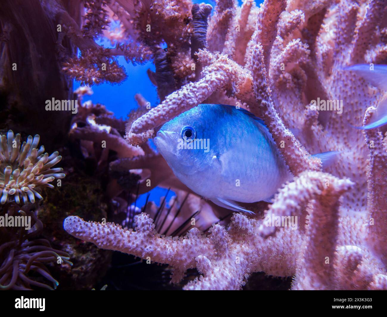 Reddish ecosystem hi-res stock photography and images - Alamy