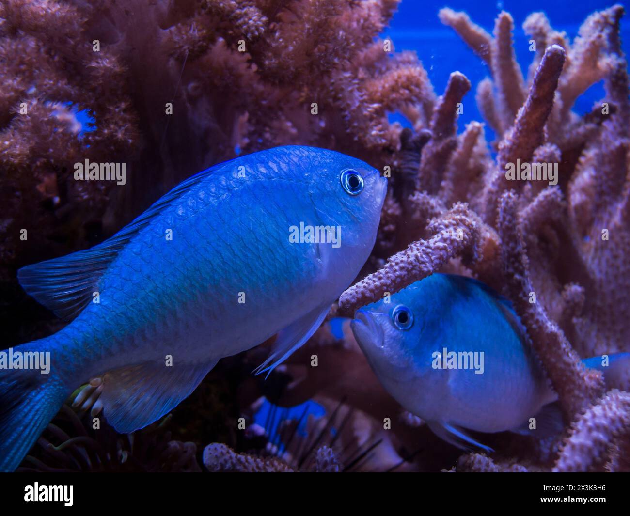 Reddish coral hi-res stock photography and images - Alamy