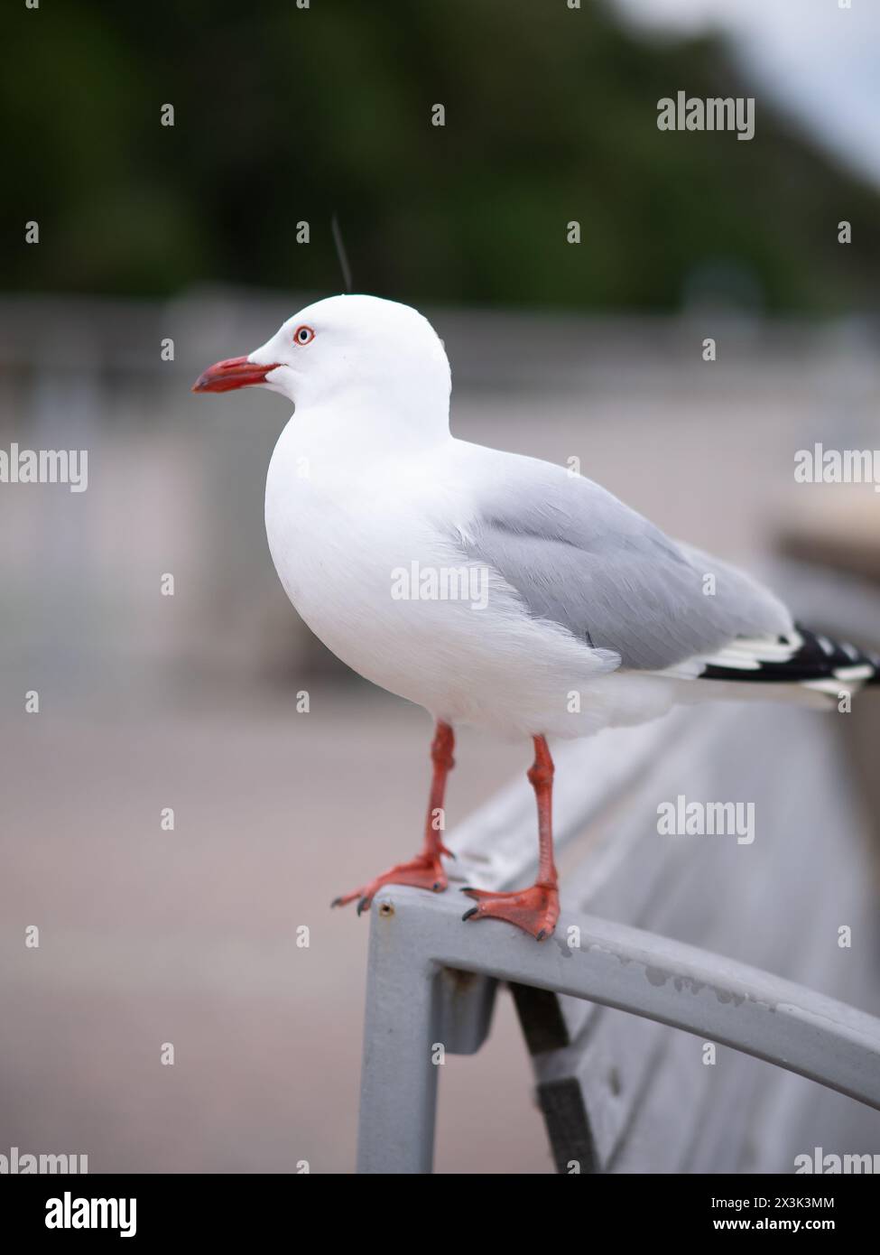 Seagull red beak hi-res stock photography and images - Alamy