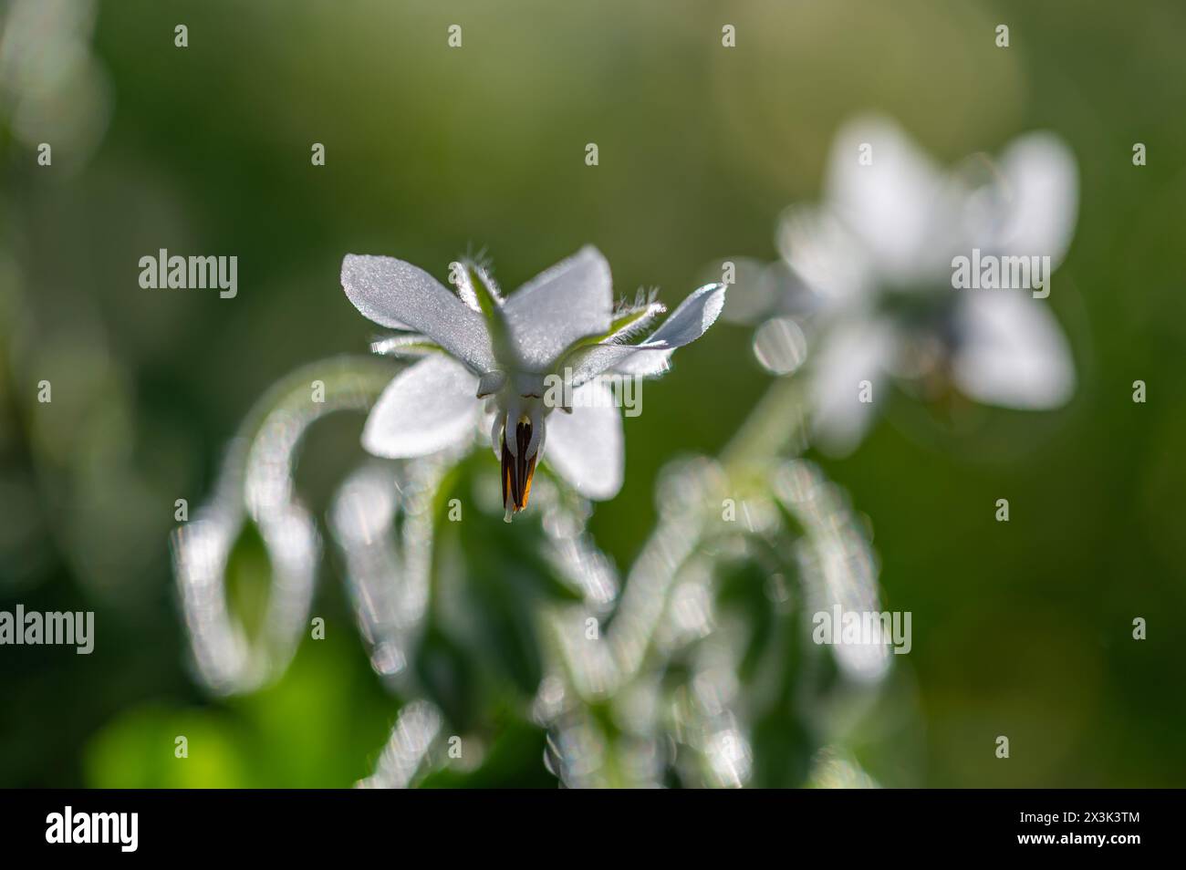Detail of white borage flowers (Borago officinalis) in the field at ...