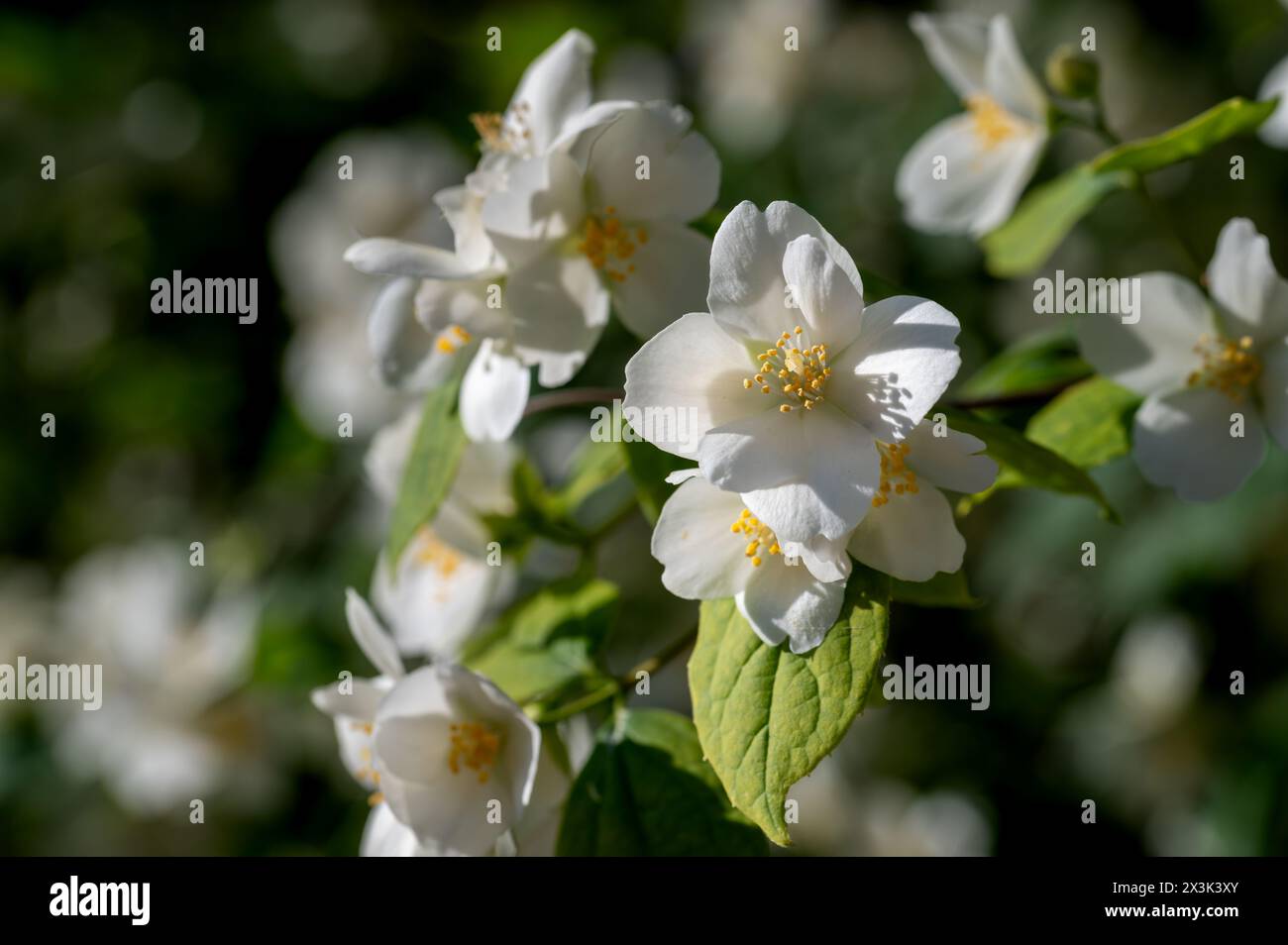 Closeup white philadelphus flowers hi-res stock photography and images ...
