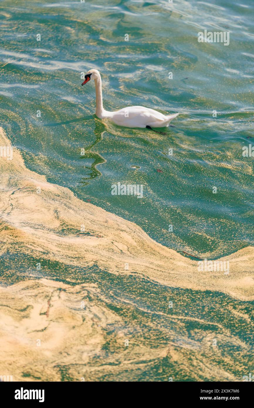 Lake covered with pollen Stock Photo - Alamy