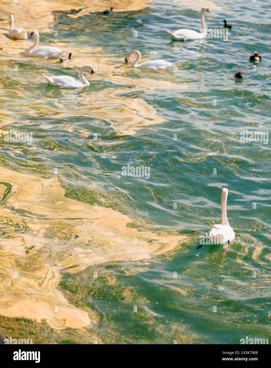 Lake covered with pollen Stock Photo - Alamy