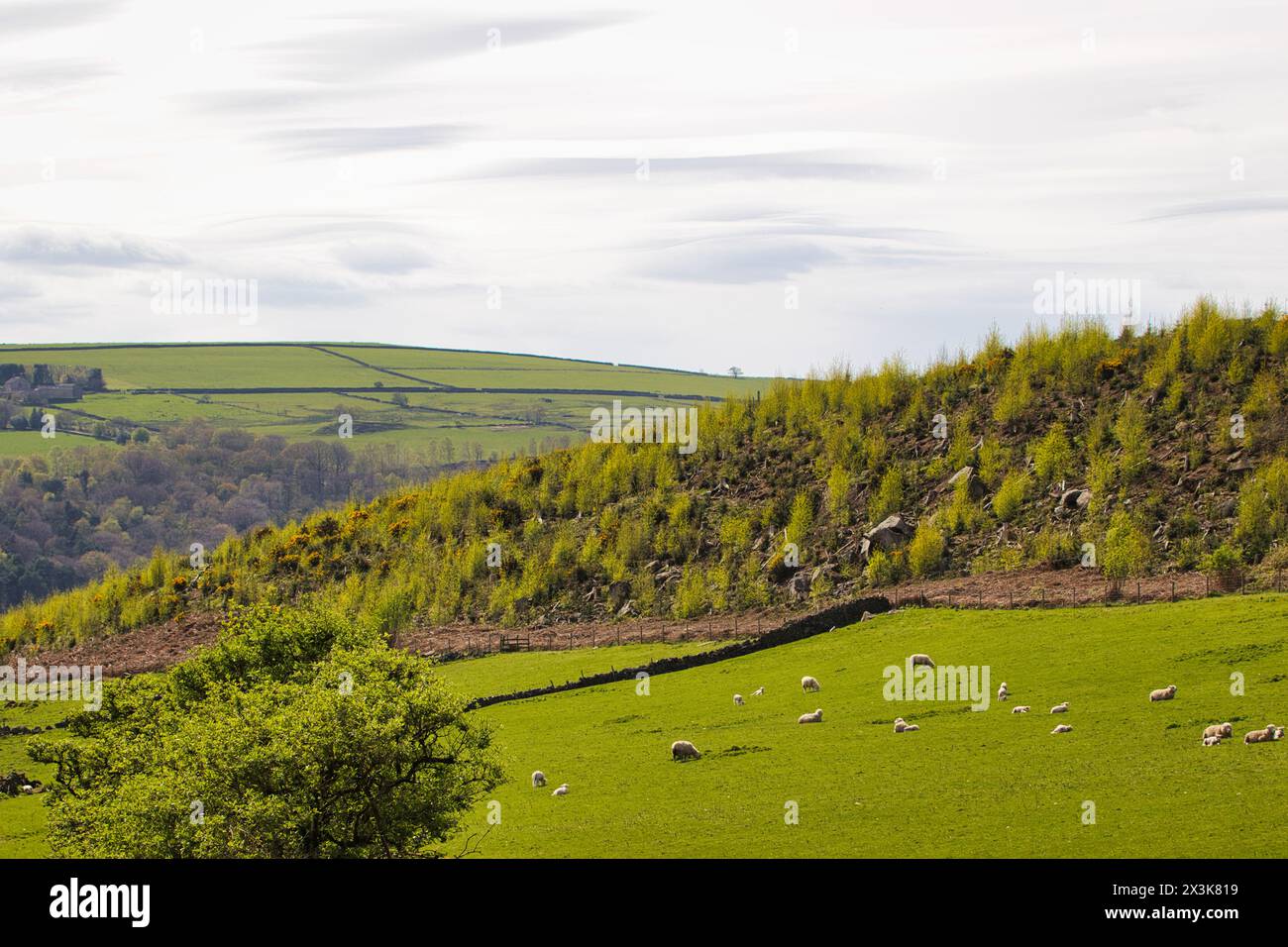 Tree scenery hillside sheep hi-res stock photography and images - Alamy