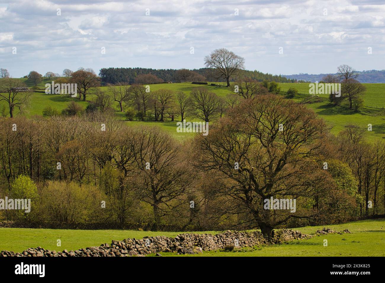 Lush green landscape with scattered trees and a stone wall under a ...