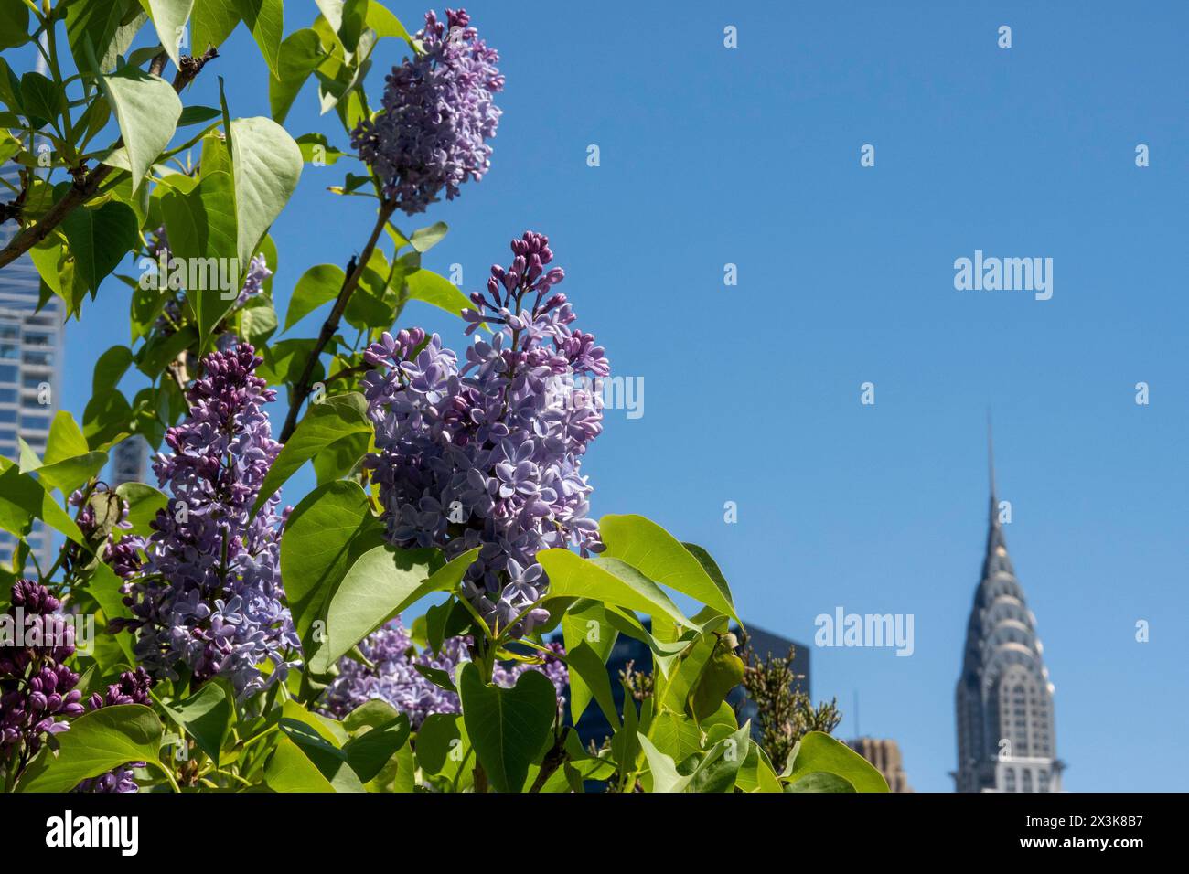The top of the iconic Chrysler building has seen from the roof deck ...
