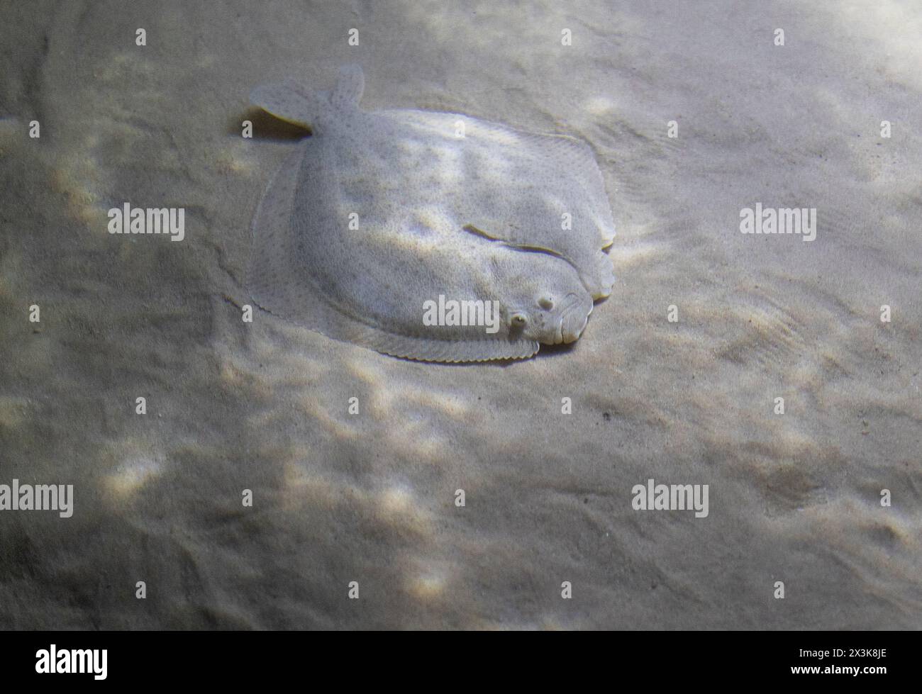 A fish flounder is laying on the sand Stock Photo - Alamy