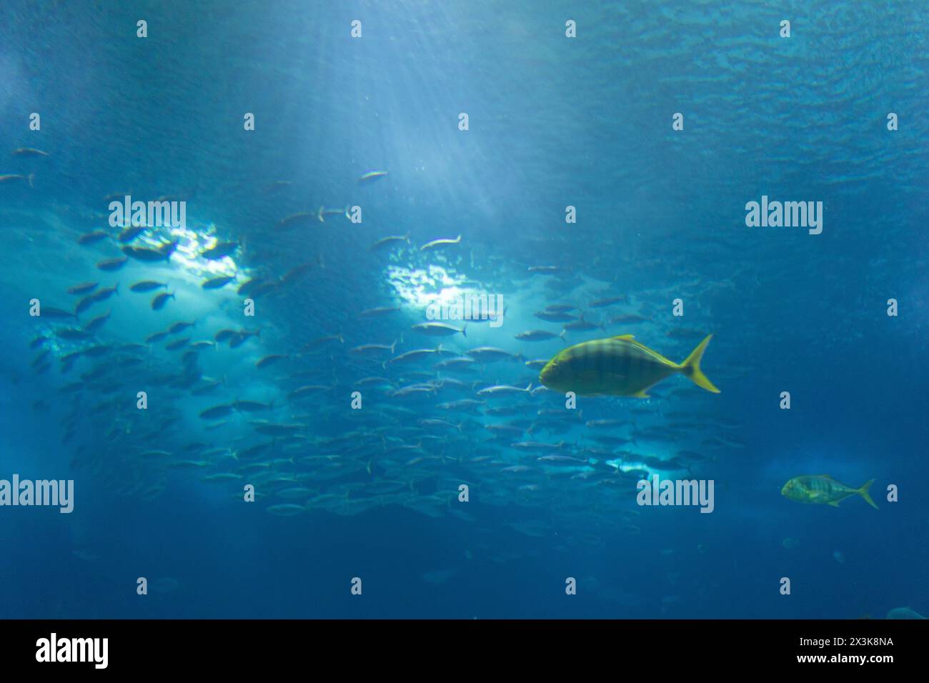 School mackerel swims in water hi-res stock photography and images - Alamy