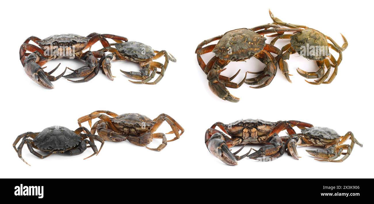 Fresh raw crabs isolated on white, set Stock Photo - Alamy