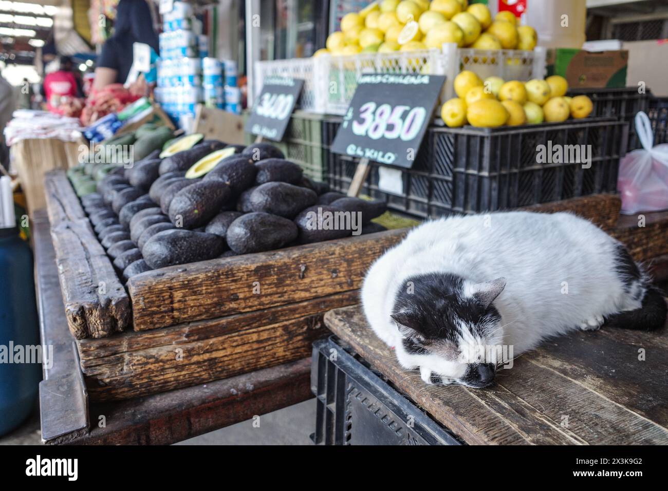 Santiago, Chile - 26 Nov, 2023: A cat sleeps on a market stall at the ...